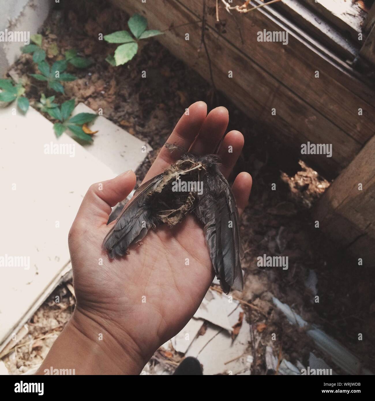 Dead Bird In Hand High Resolution Stock Photography and Images - Alamy