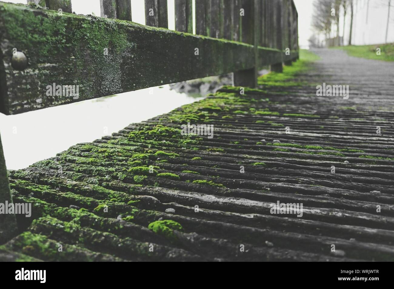 Bridge moss hi-res stock photography and images - Alamy