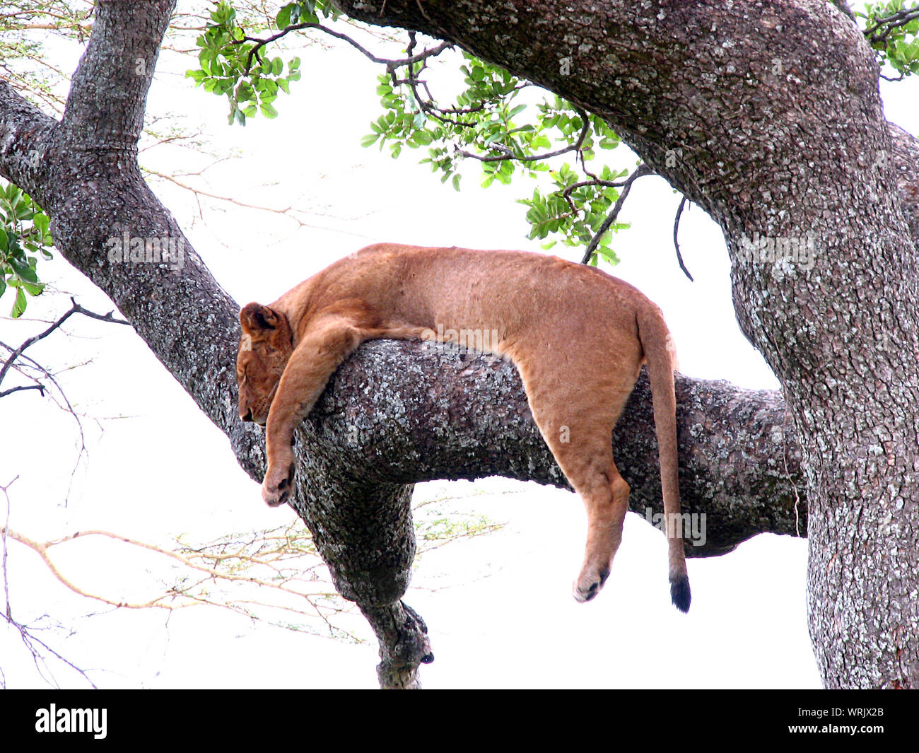 Lioness resting on tree hi-res stock photography and images - Alamy