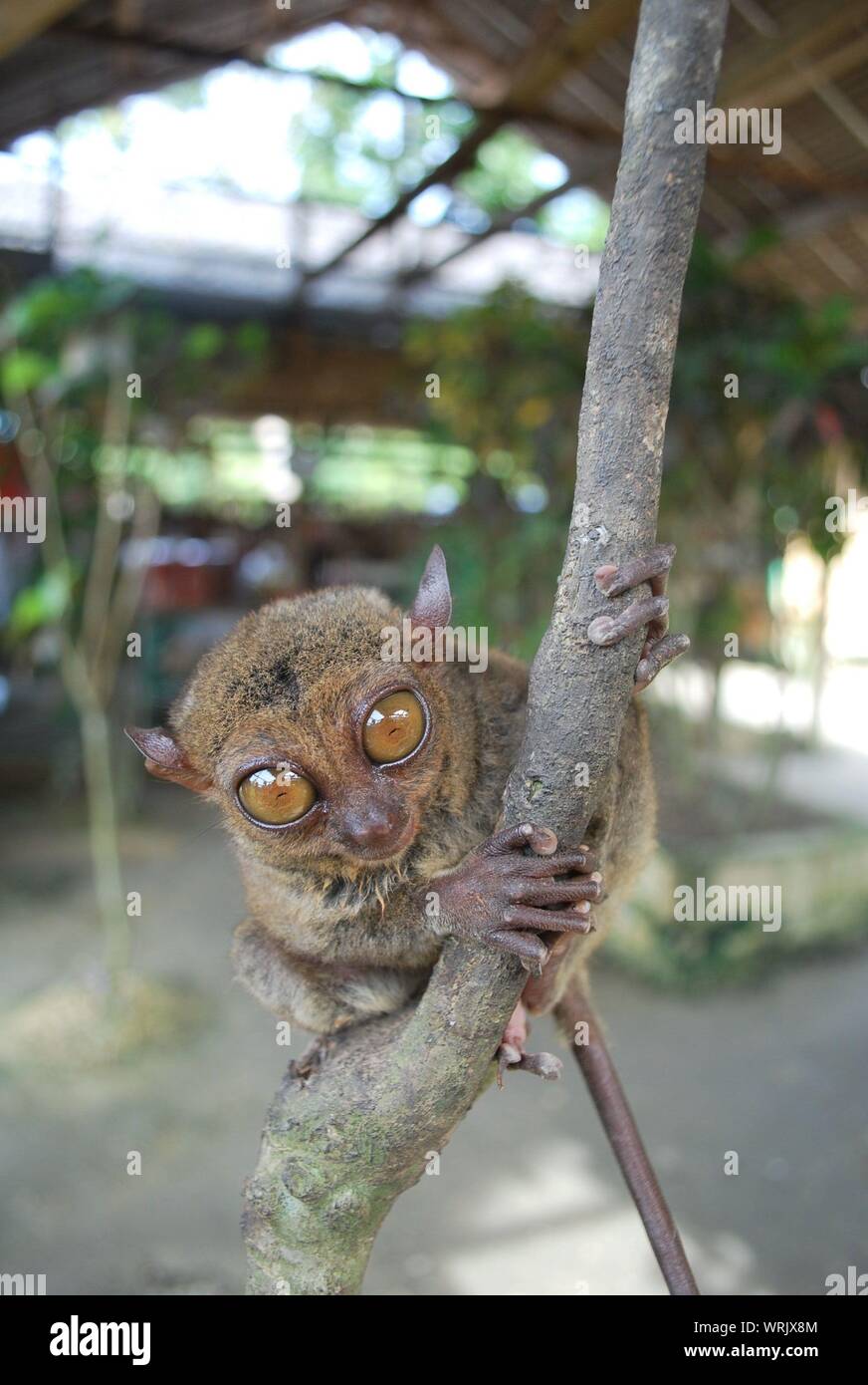 Tarsier portrait hi-res stock photography and images - Alamy