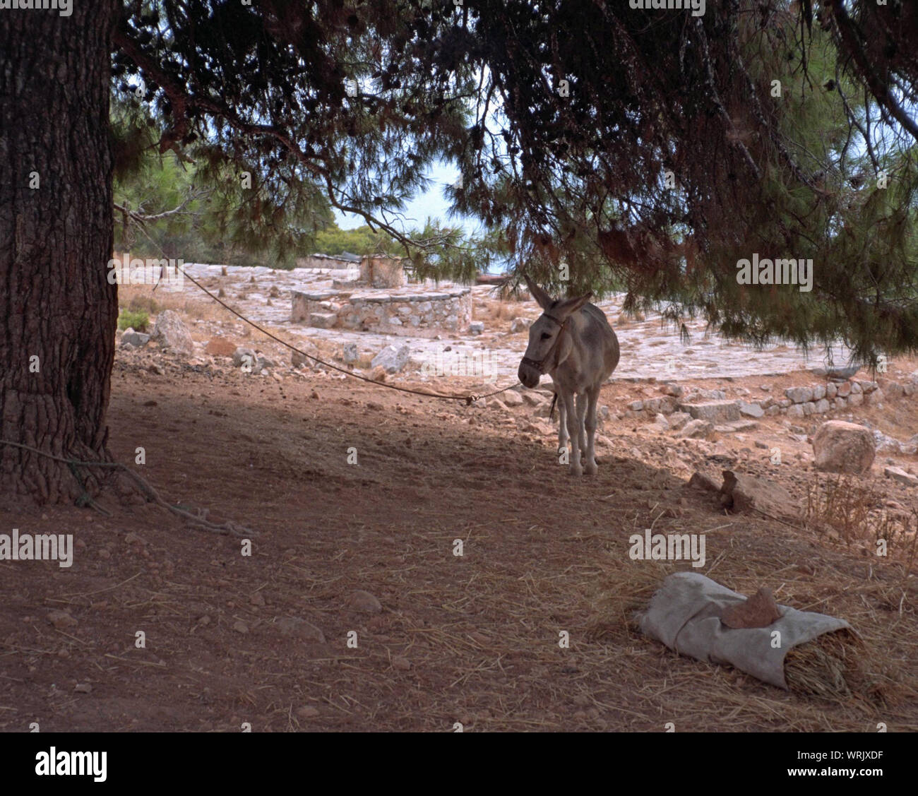 Donkey tree hi-res stock photography and images - Alamy