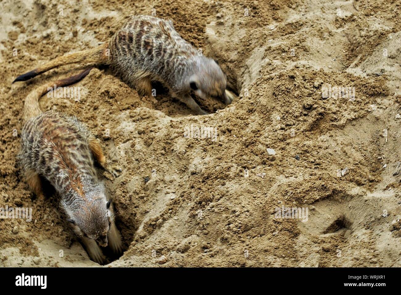 Meerkats digging hi-res stock photography and images - Alamy