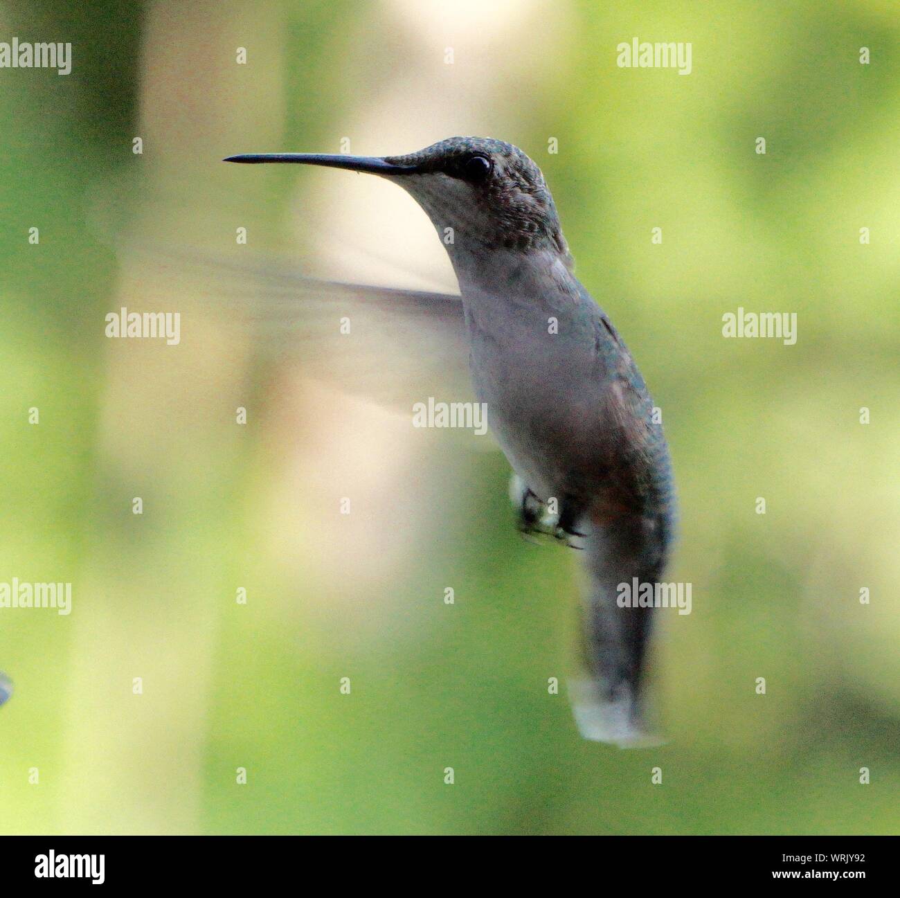 Flying hummingbird hi-res stock photography and images - Alamy