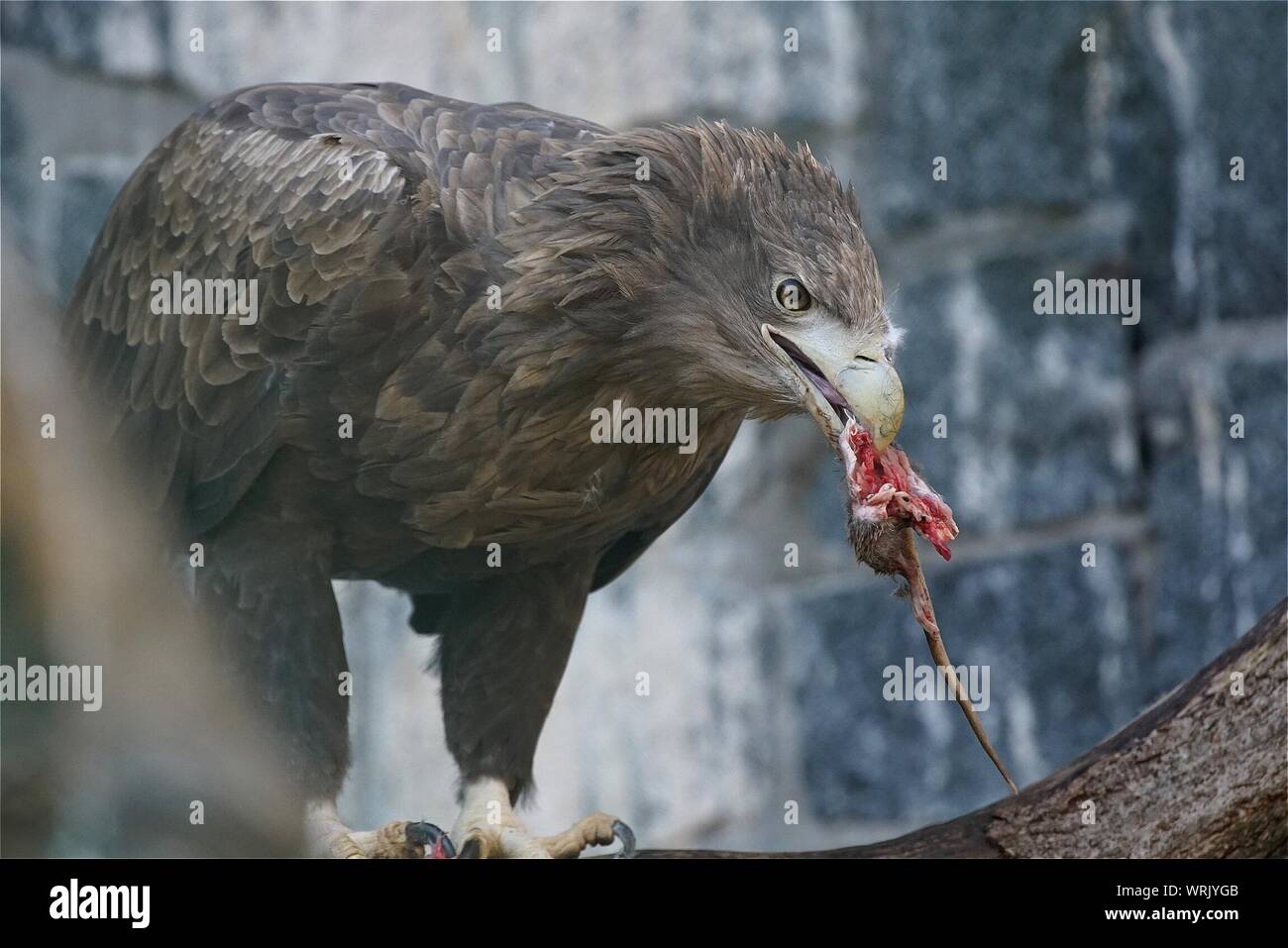Dead Eagle High Resolution Stock Photography and Images - Alamy