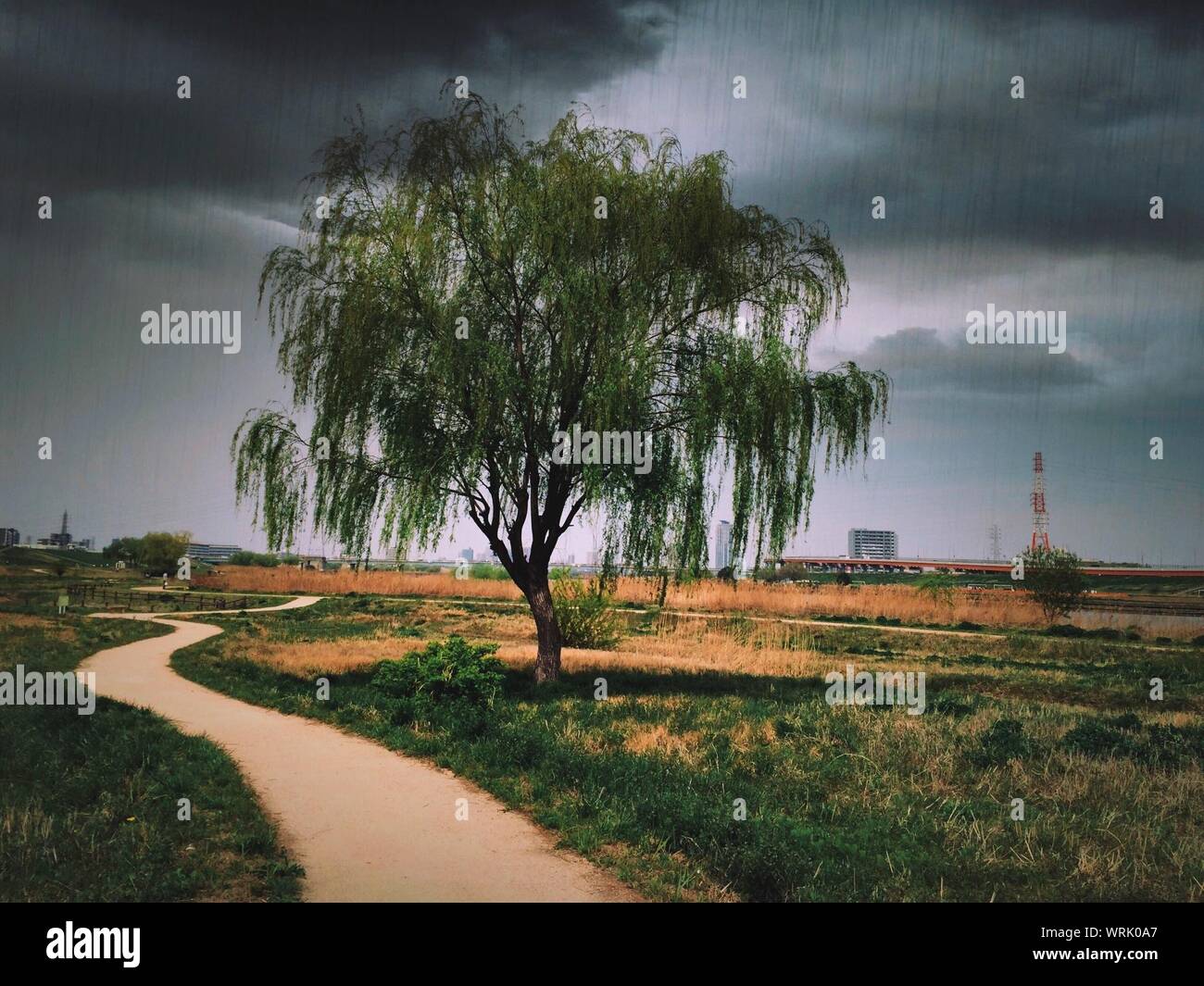 Willow in the rain hi-res stock photography and images - Alamy