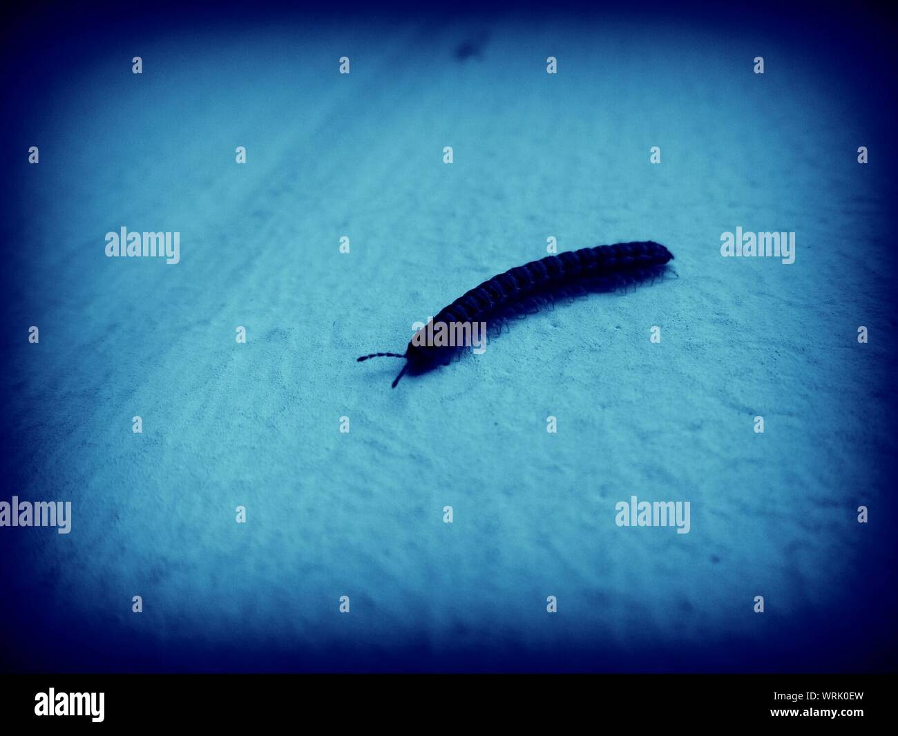 Caterpillar side view hi-res stock photography and images - Alamy