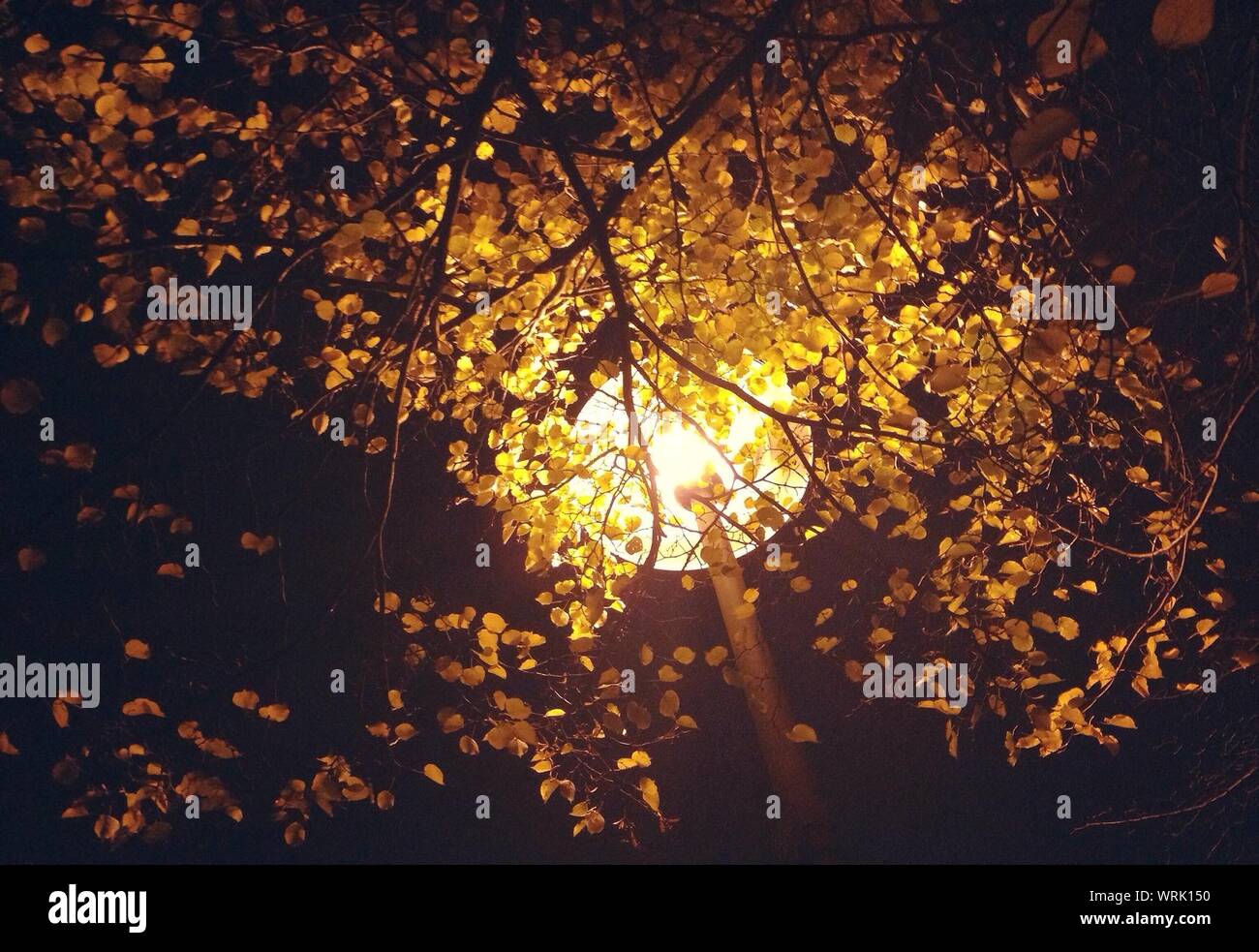 Light through leaves hi-res stock photography and images - Alamy