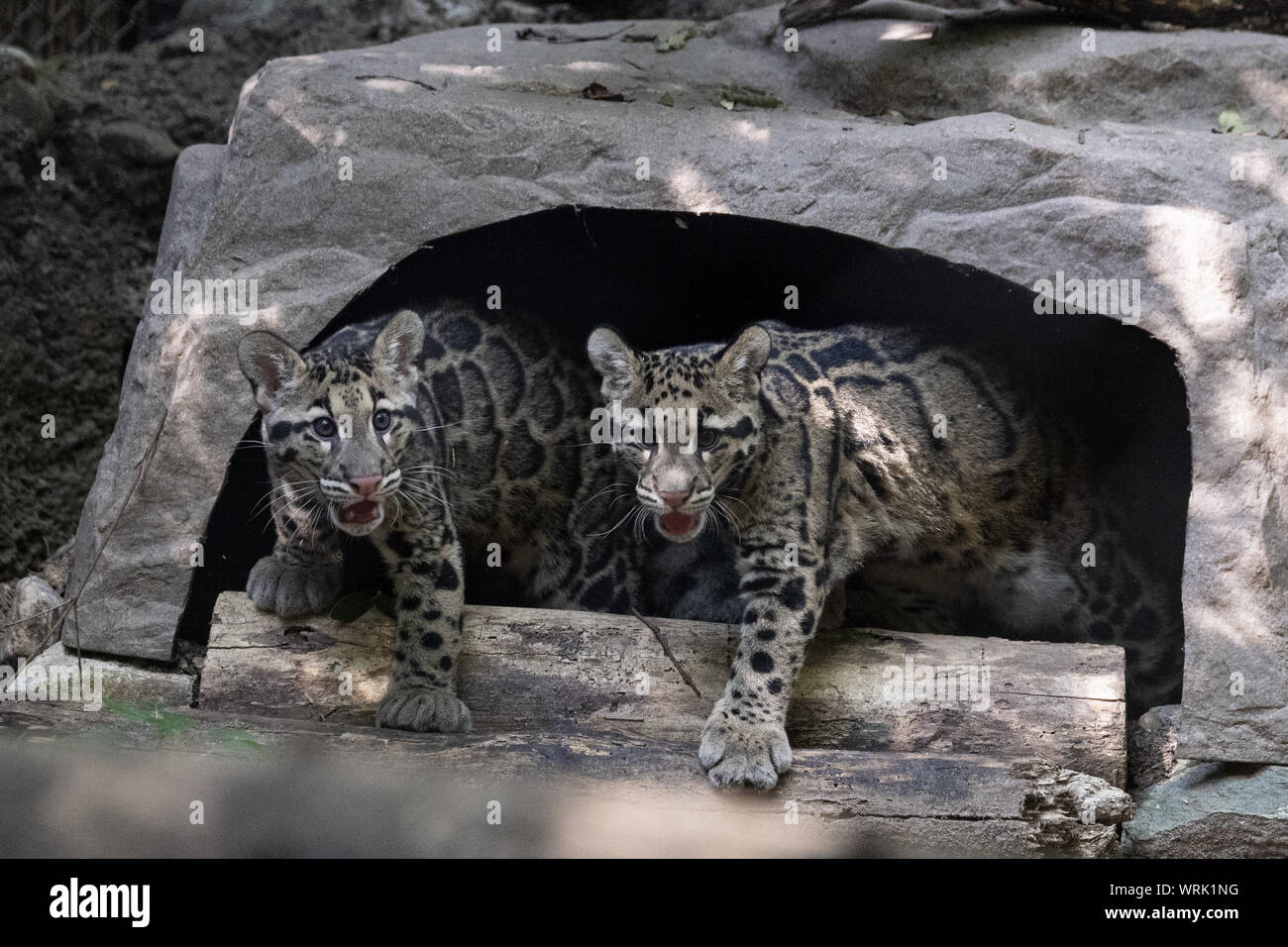 Washington, United States. 10th Sep, 2019. A Cloudy Leopard male cub ...
