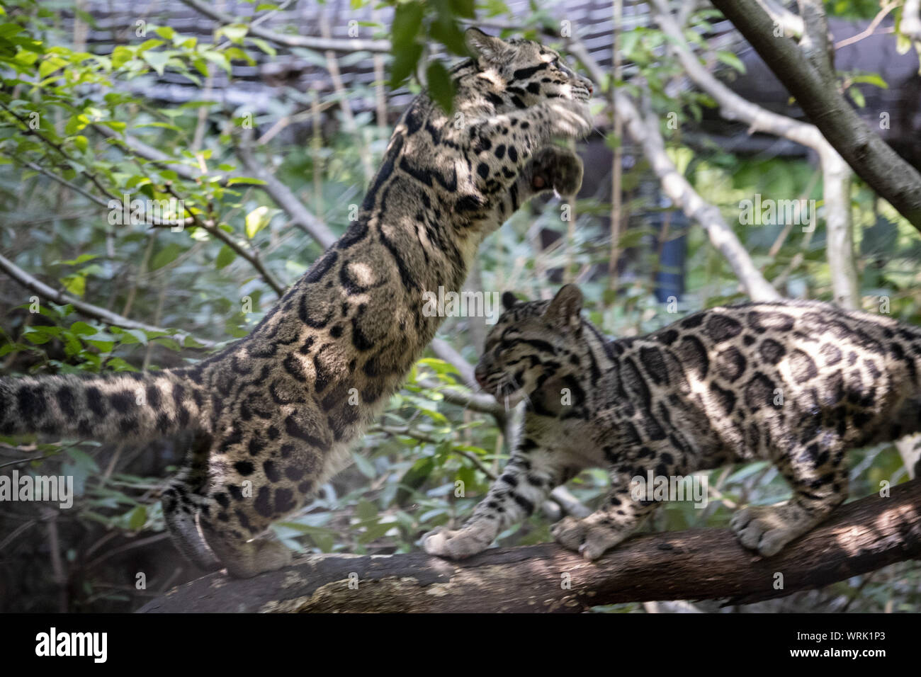 Washington, United States. 10th Sep, 2019. A Cloudy Leopard male cub ...