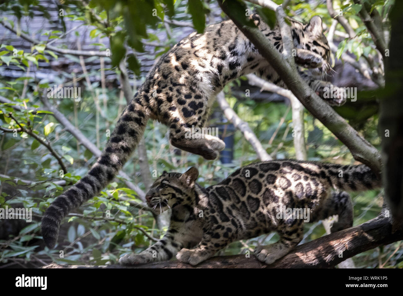 Washington, United States. 10th Sep, 2019. A Cloudy Leopard male cub ...