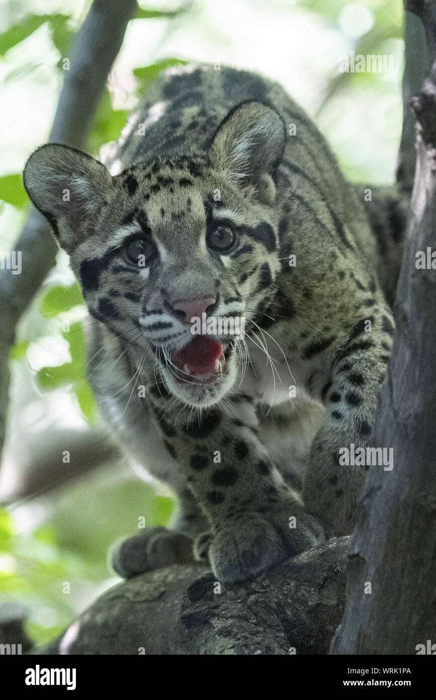 Washington, United States. 10th Sep, 2019. A Cloudy Leopard female male ...