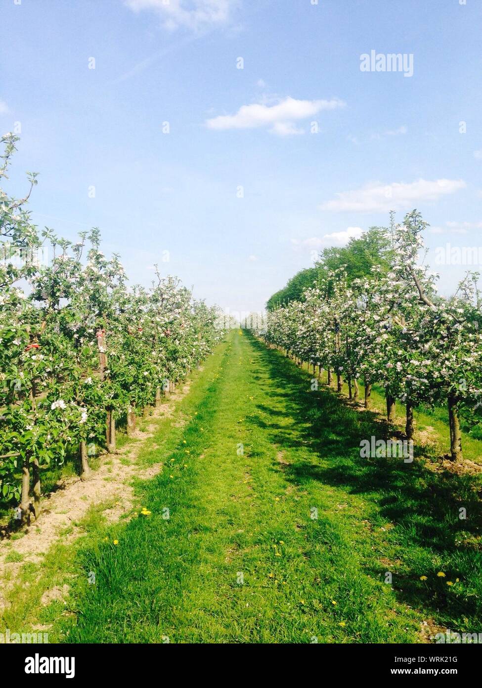 Orchard path hi-res stock photography and images - Alamy