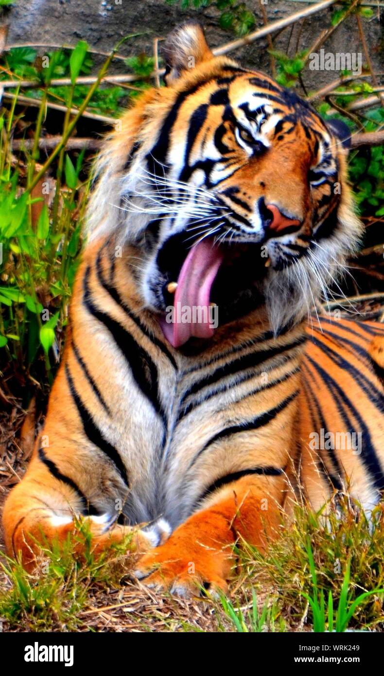 Bengal tiger yawning hi-res stock photography and images - Alamy