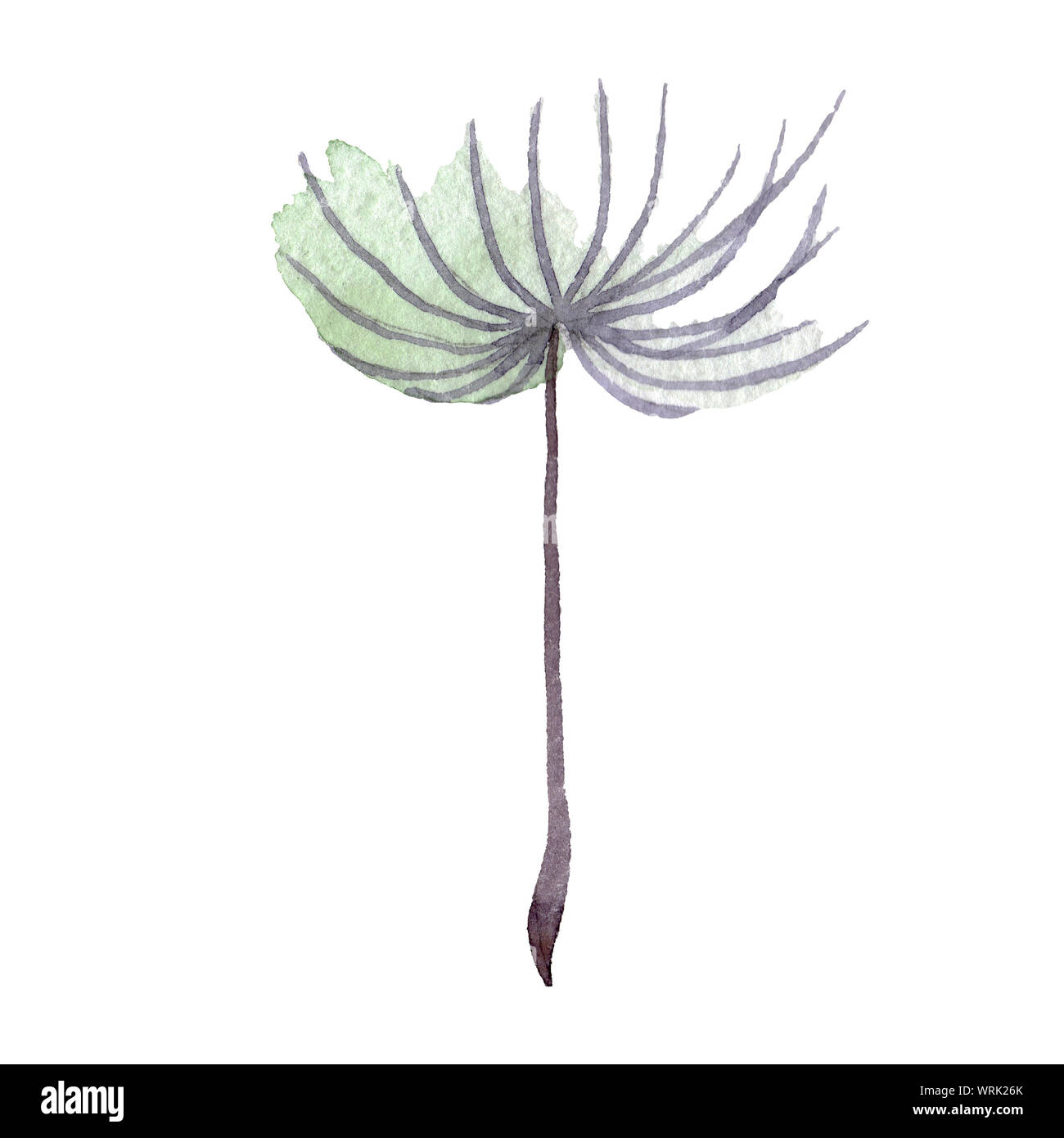 Dandelion Seed Drawing
