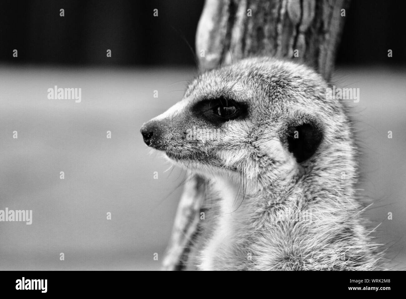 Meerkat side view Black and White Stock Photos & Images - Alamy