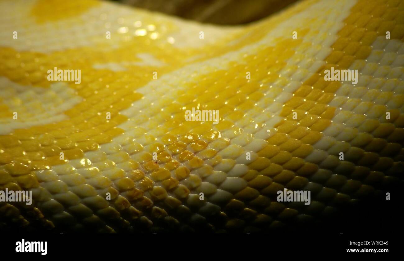 Snakeskin Pattern High Resolution Stock Photography and Images - Alamy