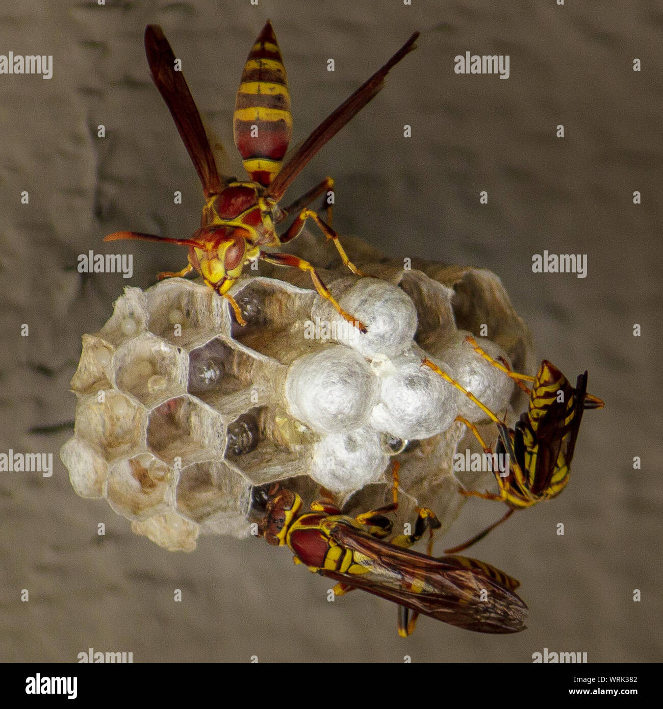 Close up of wasps hi-res stock photography and images - Alamy
