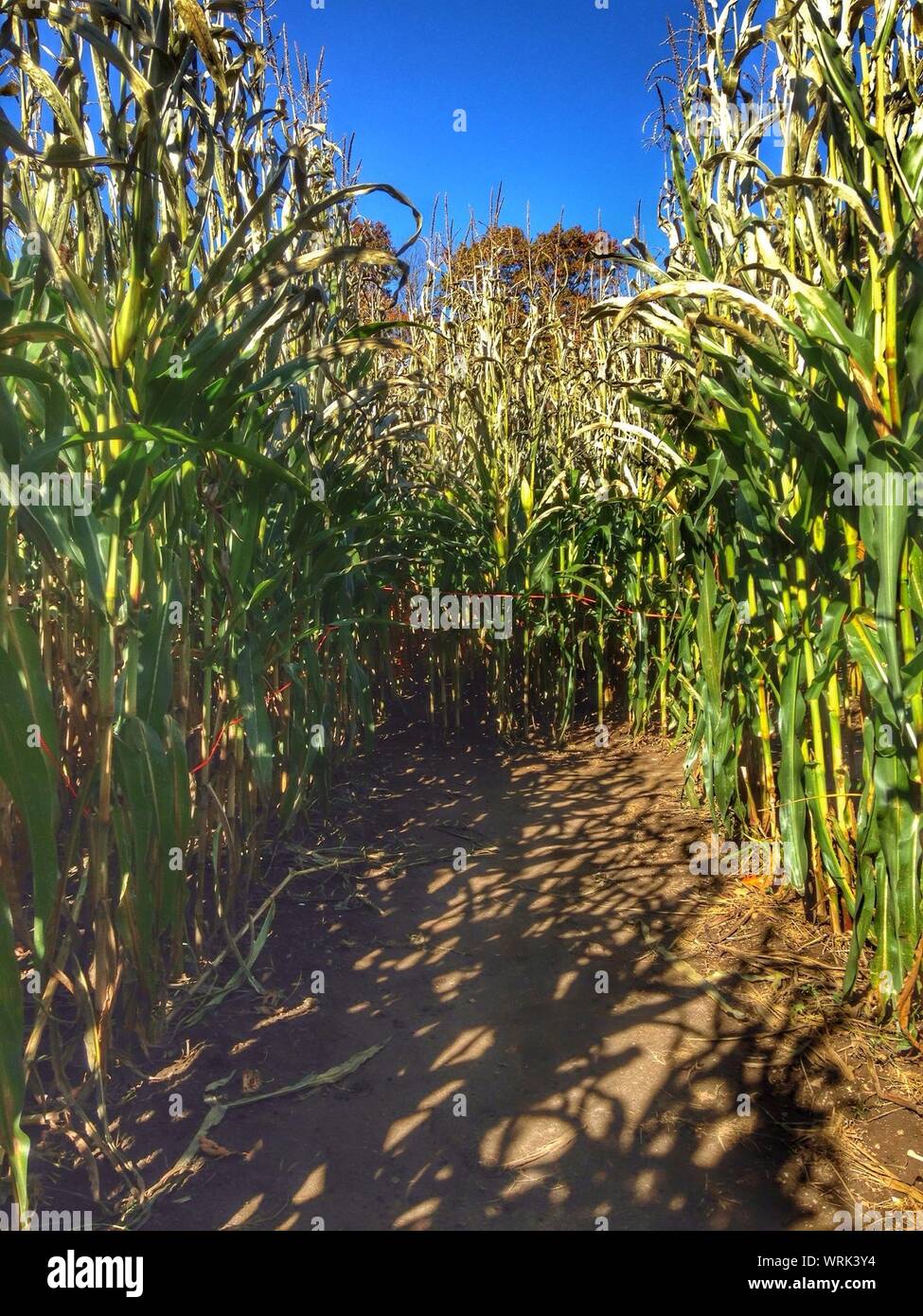 Growing corn crops hi-res stock photography and images - Alamy