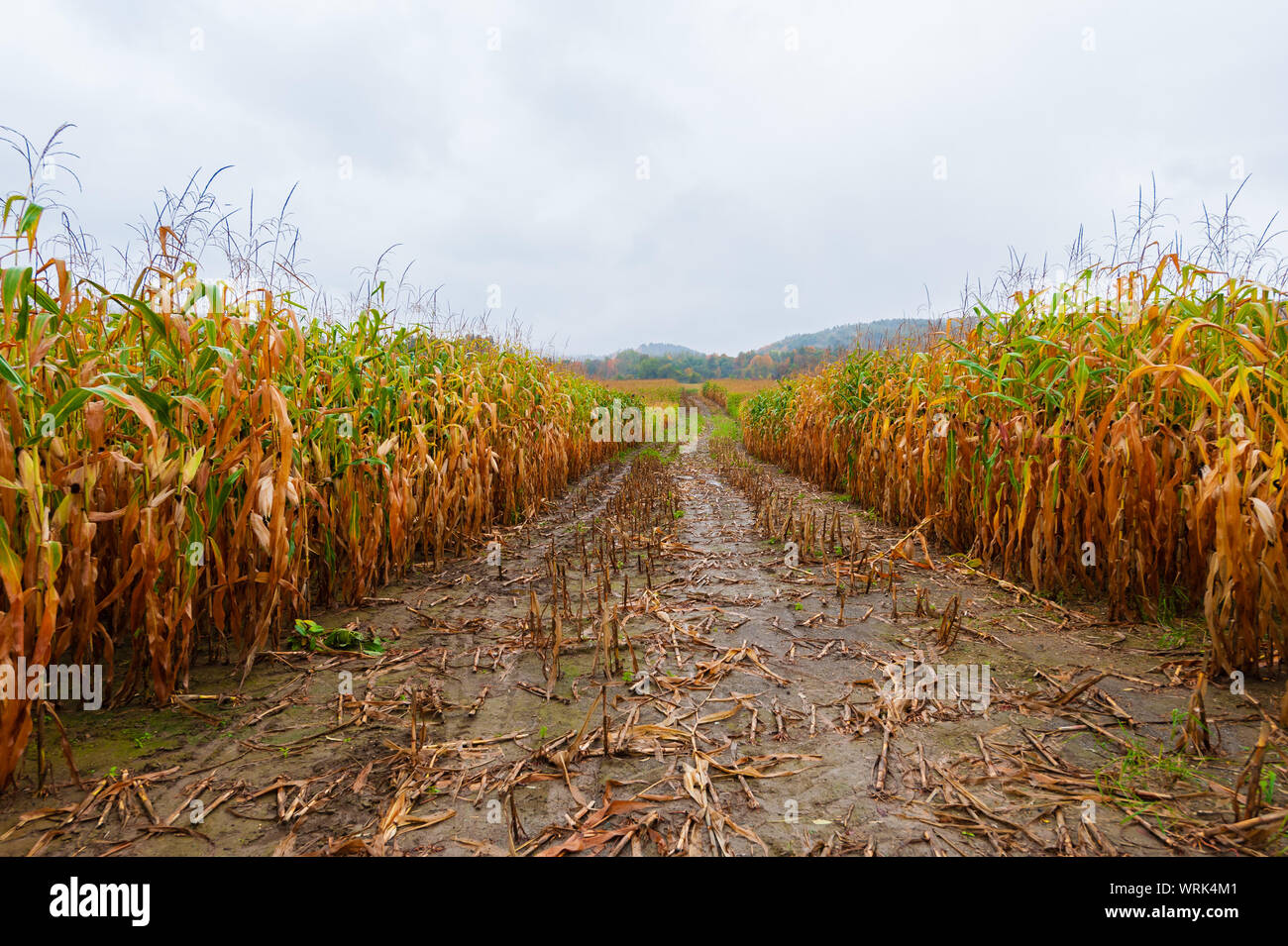 Corn field at dusk hi-res stock photography and images - Alamy