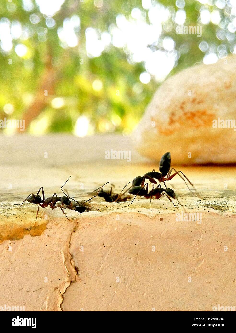 Ants on rock hi-res stock photography and images - Alamy