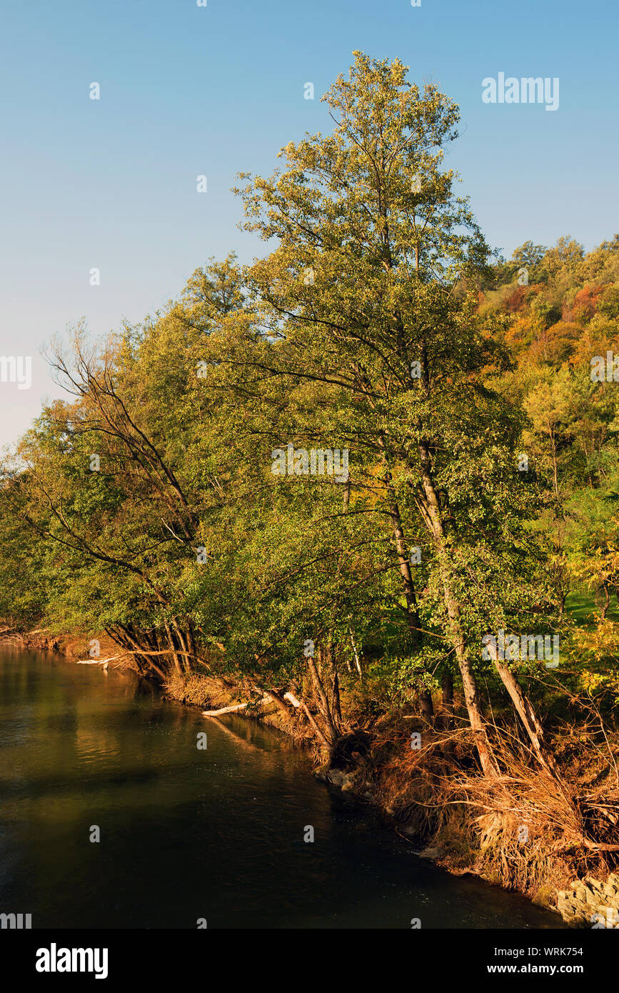 Tree river hi-res stock photography and images - Alamy