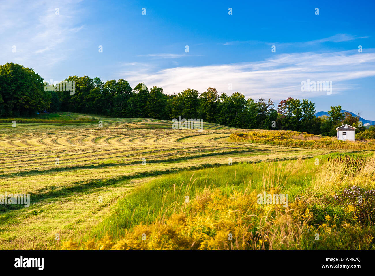 Pattern of cut hay on a warm late summer afternoon in Johnson, Vermont ...