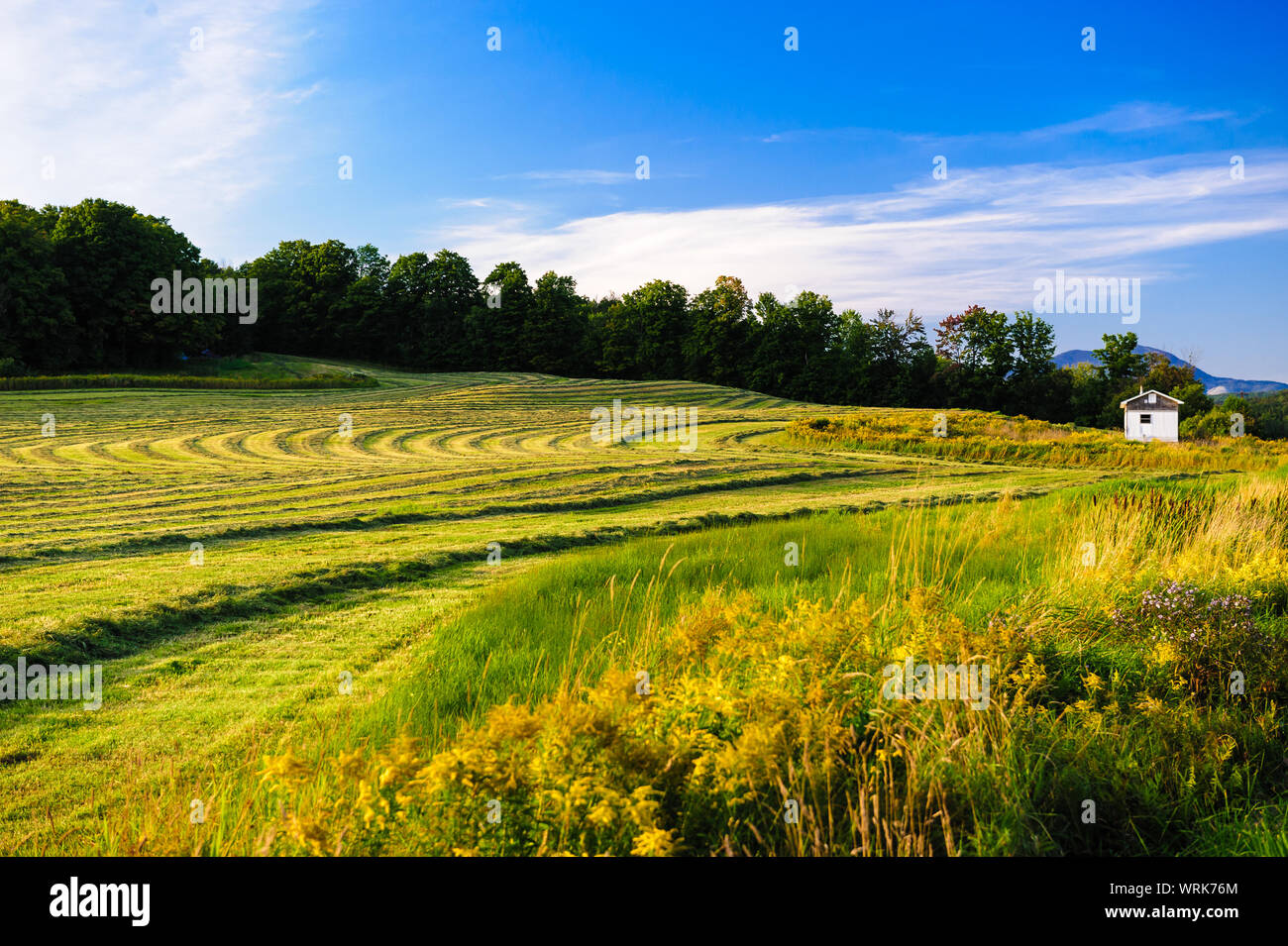Pattern of cut hay on a warm late summer afternoon in Johnson, Vermont ...