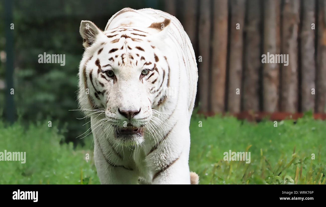 White tiger in the wild bengal hi-res stock photography and images - Alamy