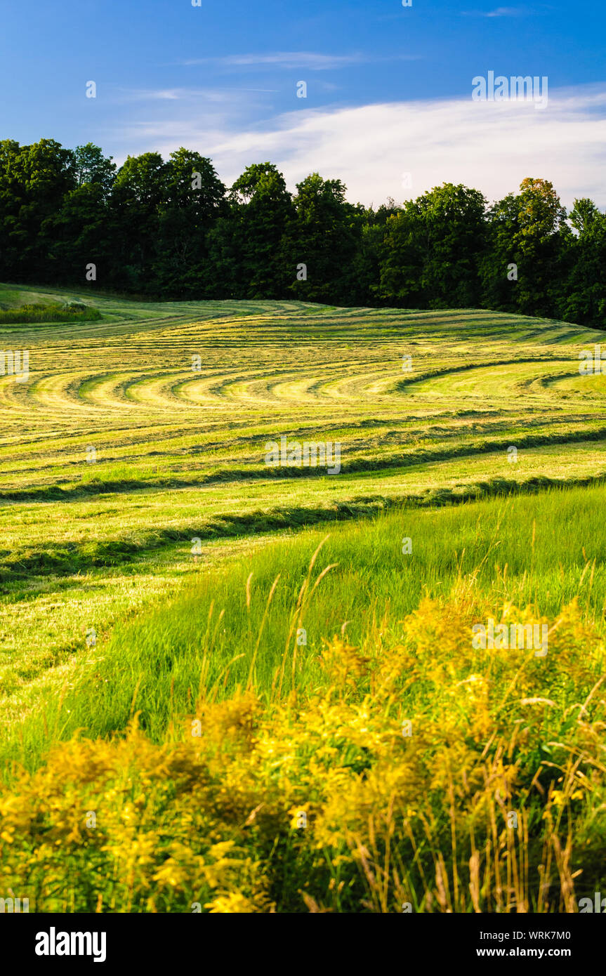 Pattern of cut hay on a warm late summer afternoon in Johnson, Vermont ...
