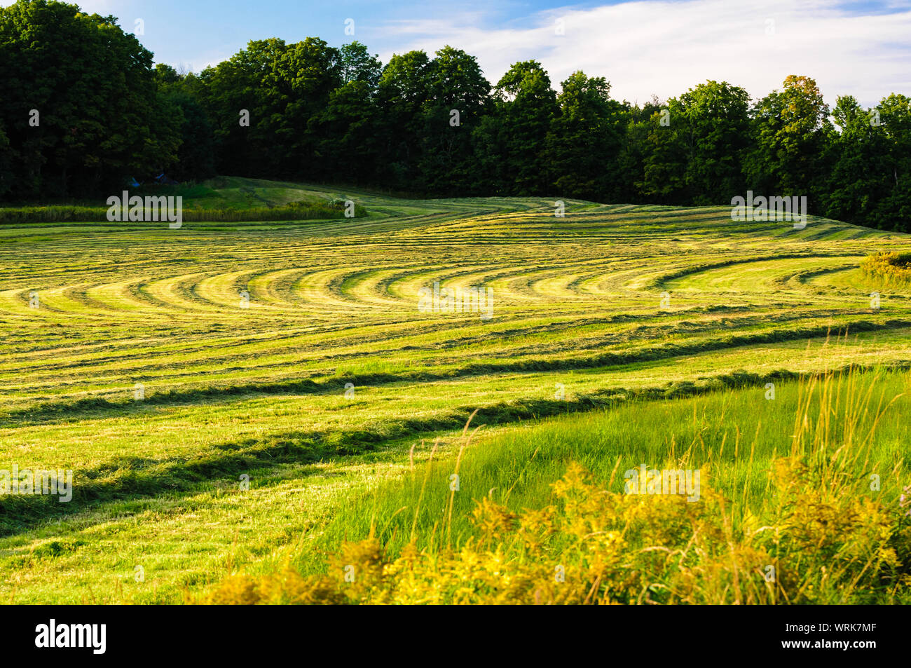 Pattern of cut hay on a warm late summer afternoon in Johnson, Vermont ...