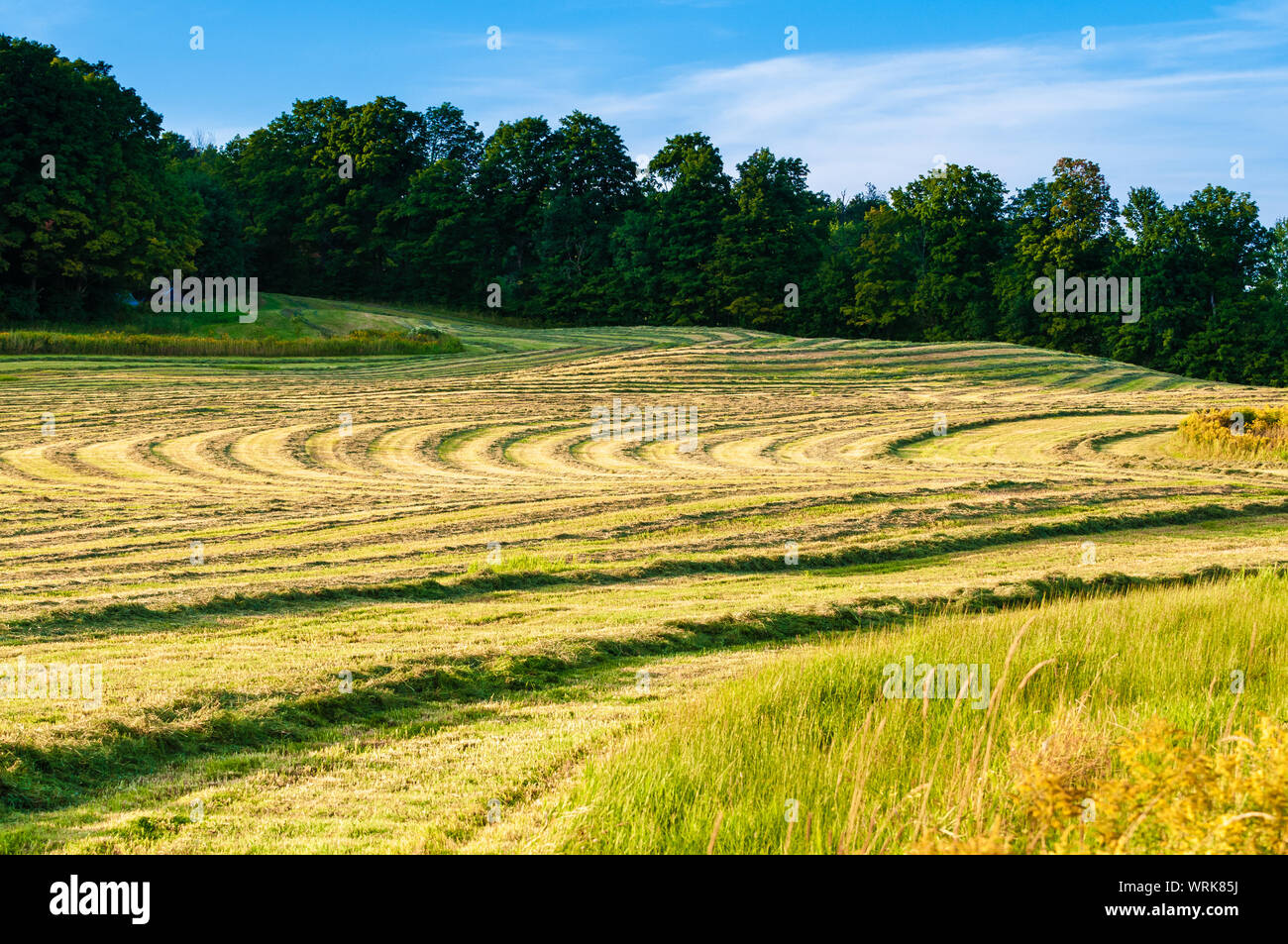 Pattern of cut hay on a warm late summer afternoon in Johnson, Vermont ...