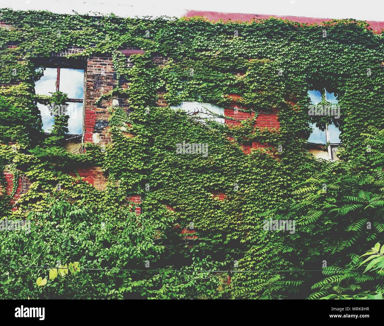 Overgrown ivy hi-res stock photography and images - Alamy