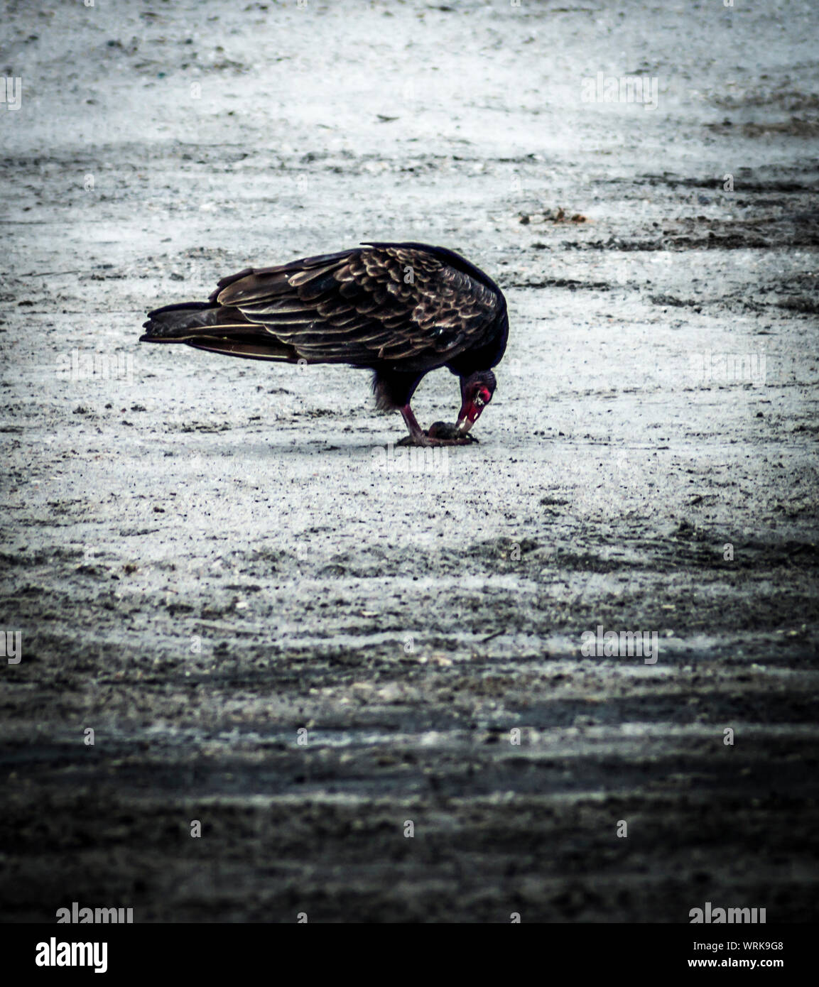 Side view bird hi-res stock photography and images - Alamy