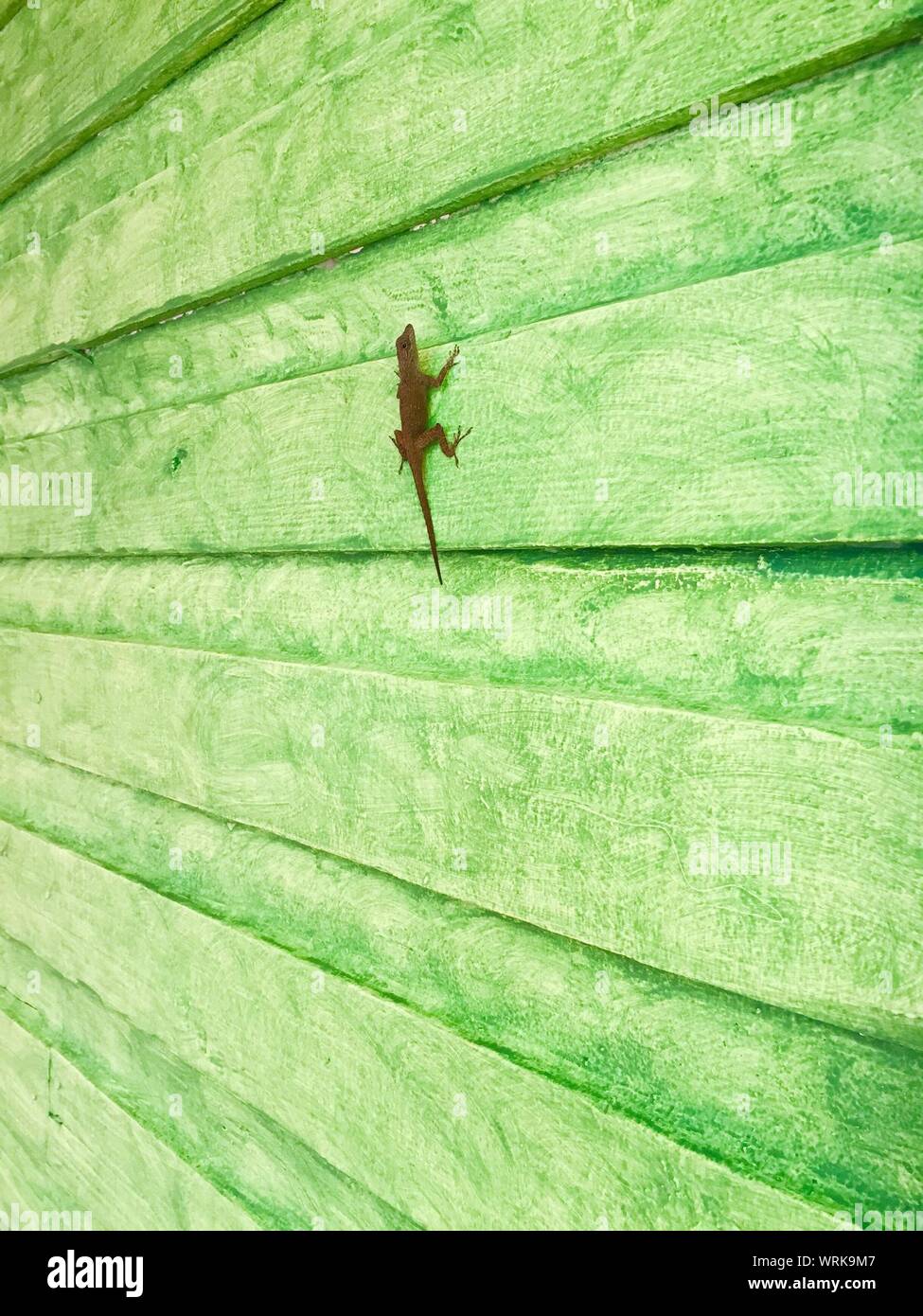Gecko in wall hi-res stock photography and images - Alamy