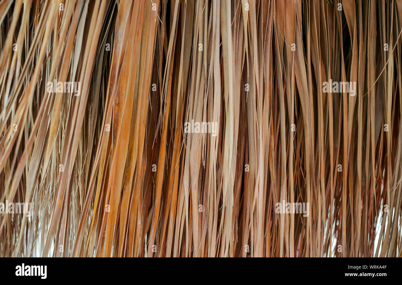 Palm leaves texture hi-res stock photography and images - Alamy