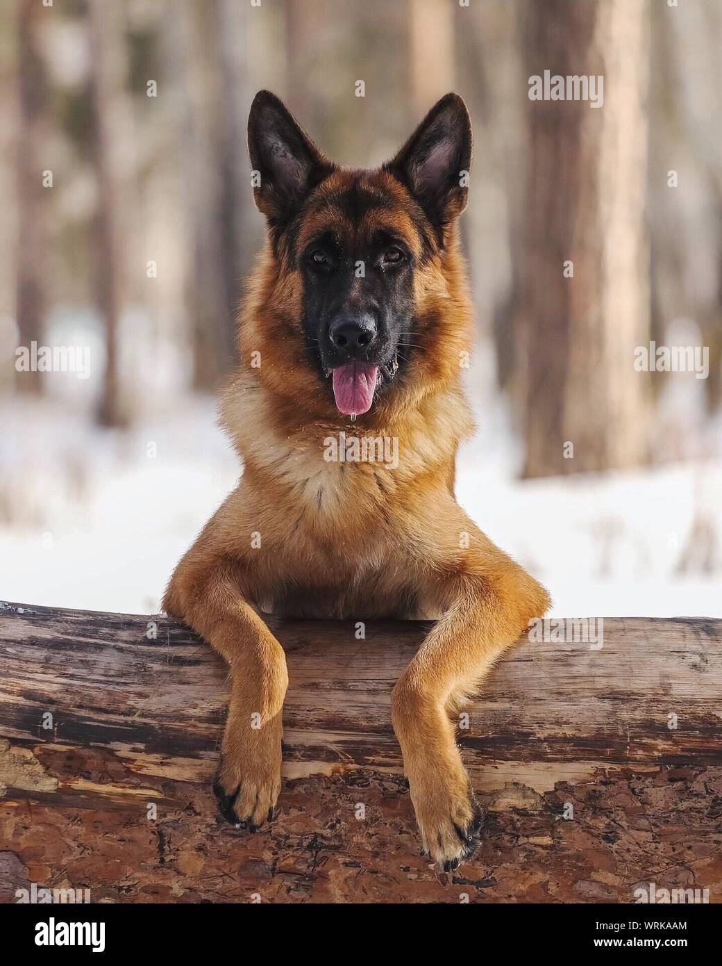 German_shepherd High Resolution Stock Photography and Images - Alamy