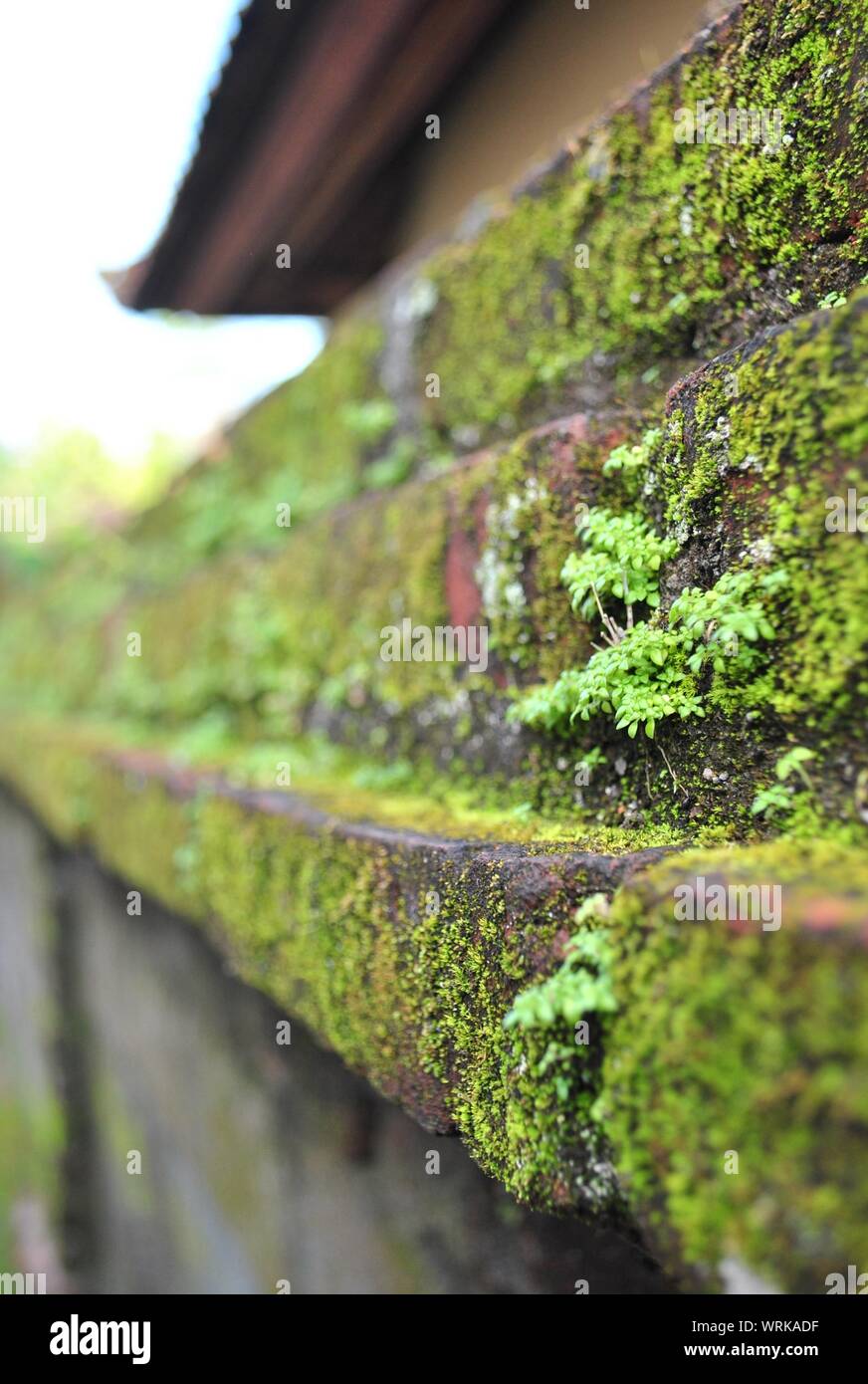 Moss covered brick hi-res stock photography and images - Alamy