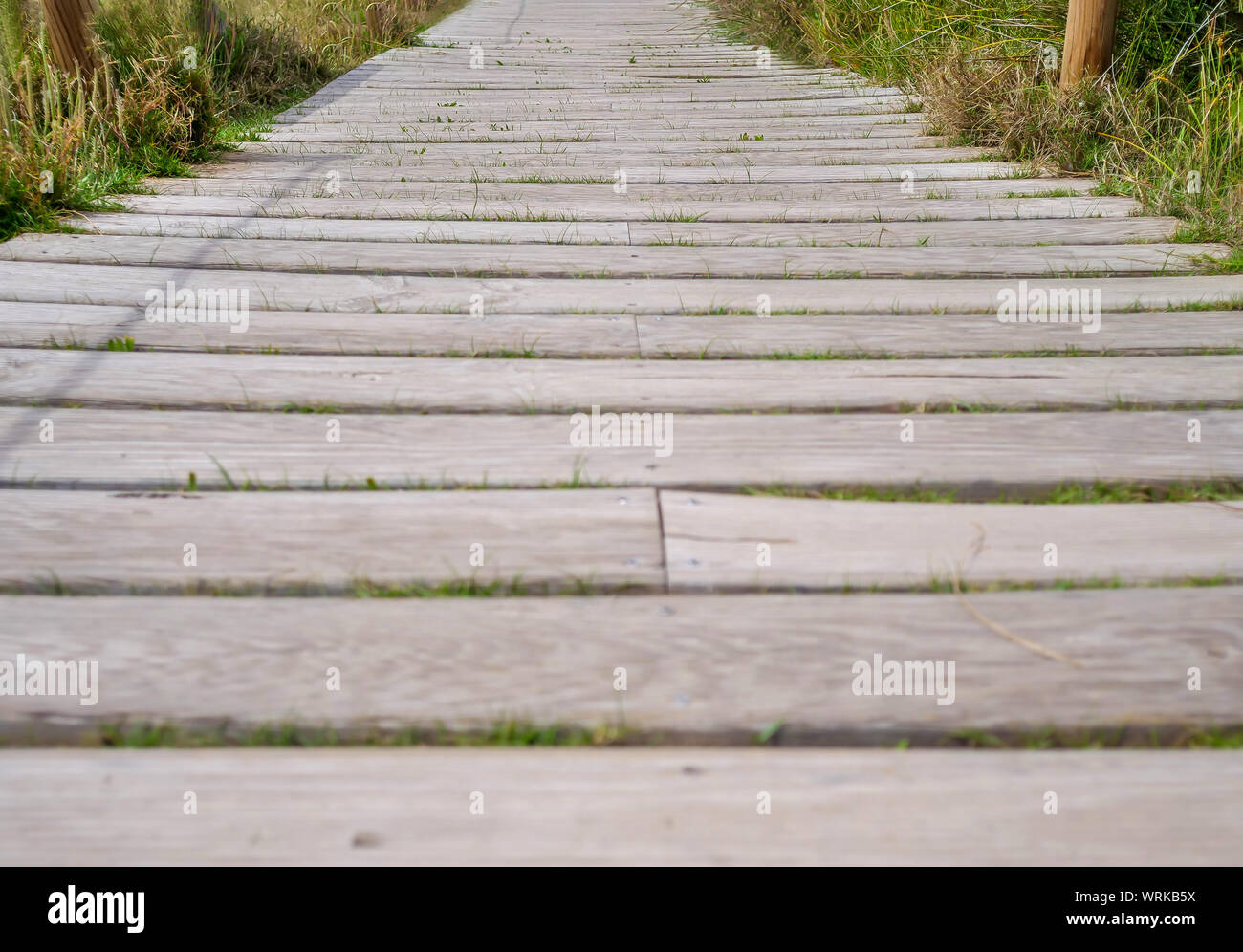 Walking trail from wooden boards, close-up Stock Photo - Alamy