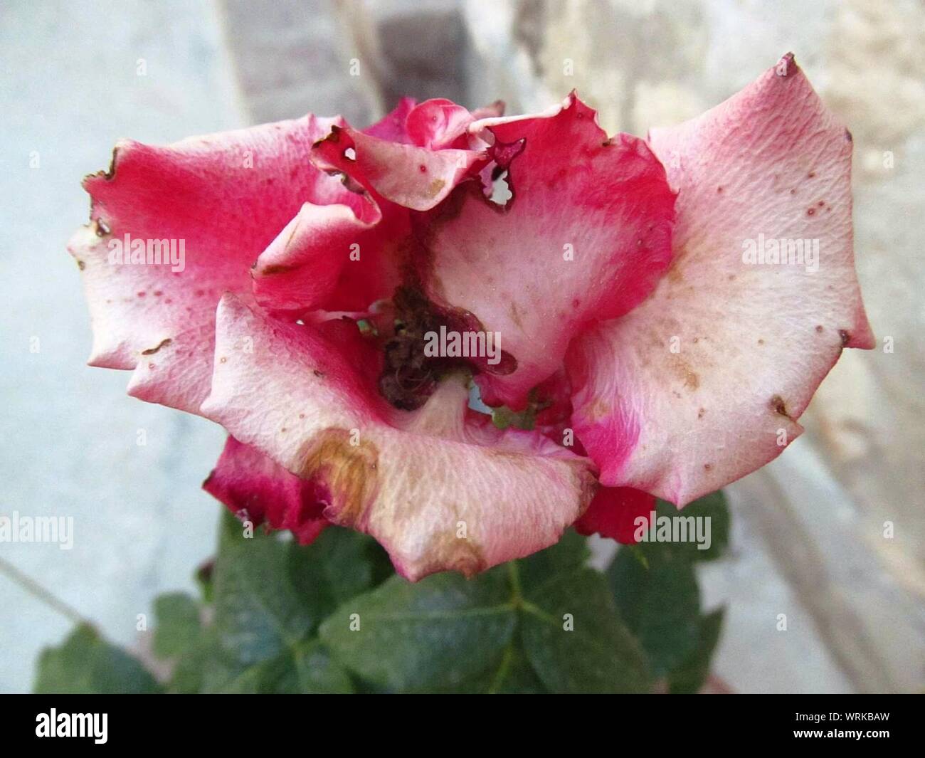 Rotting flower hi-res stock photography and images - Alamy