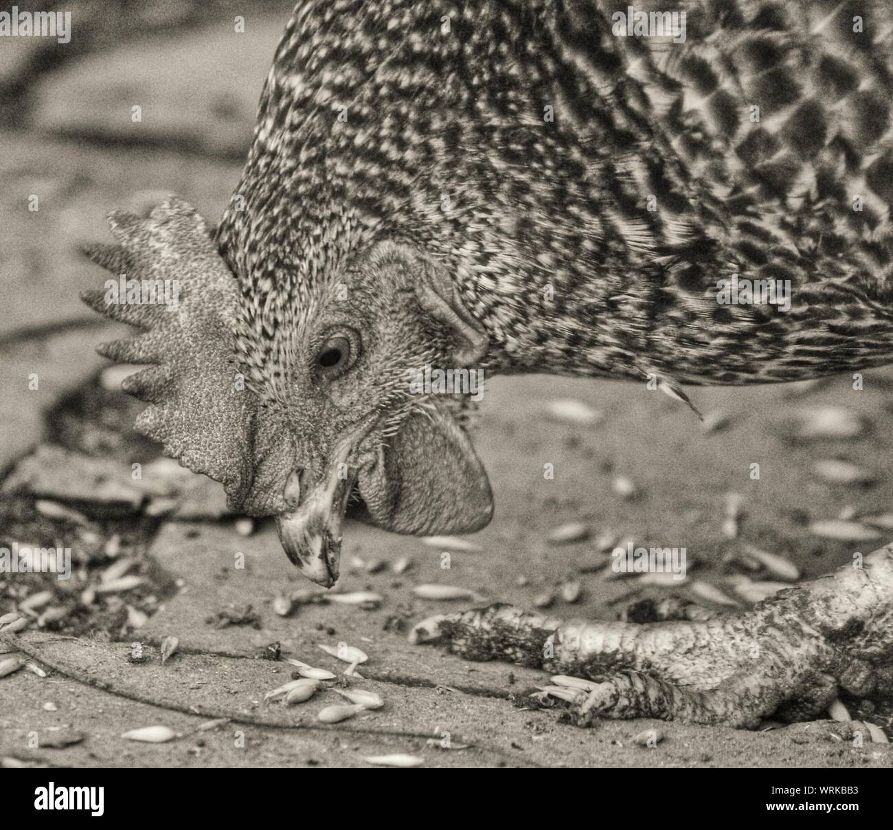 Eating hen hi-res stock photography and images - Alamy