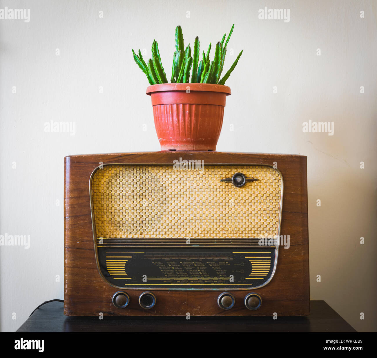 Old vintage radio on hardwood floor with cactus in flower pot on it on ...