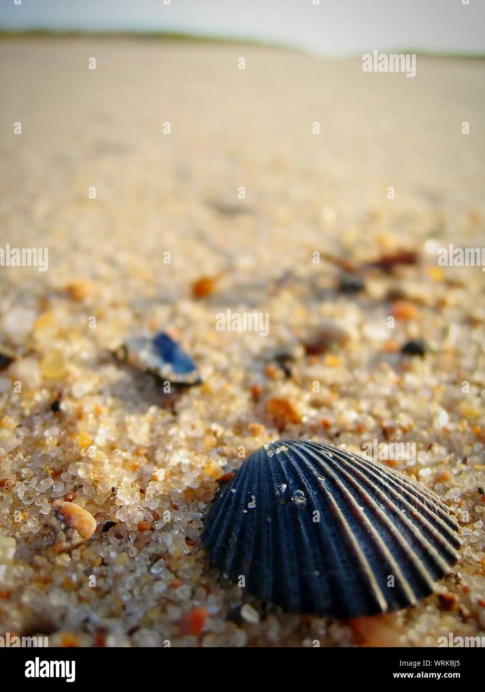 Oyster shell on the beach hi-res stock photography and images - Alamy
