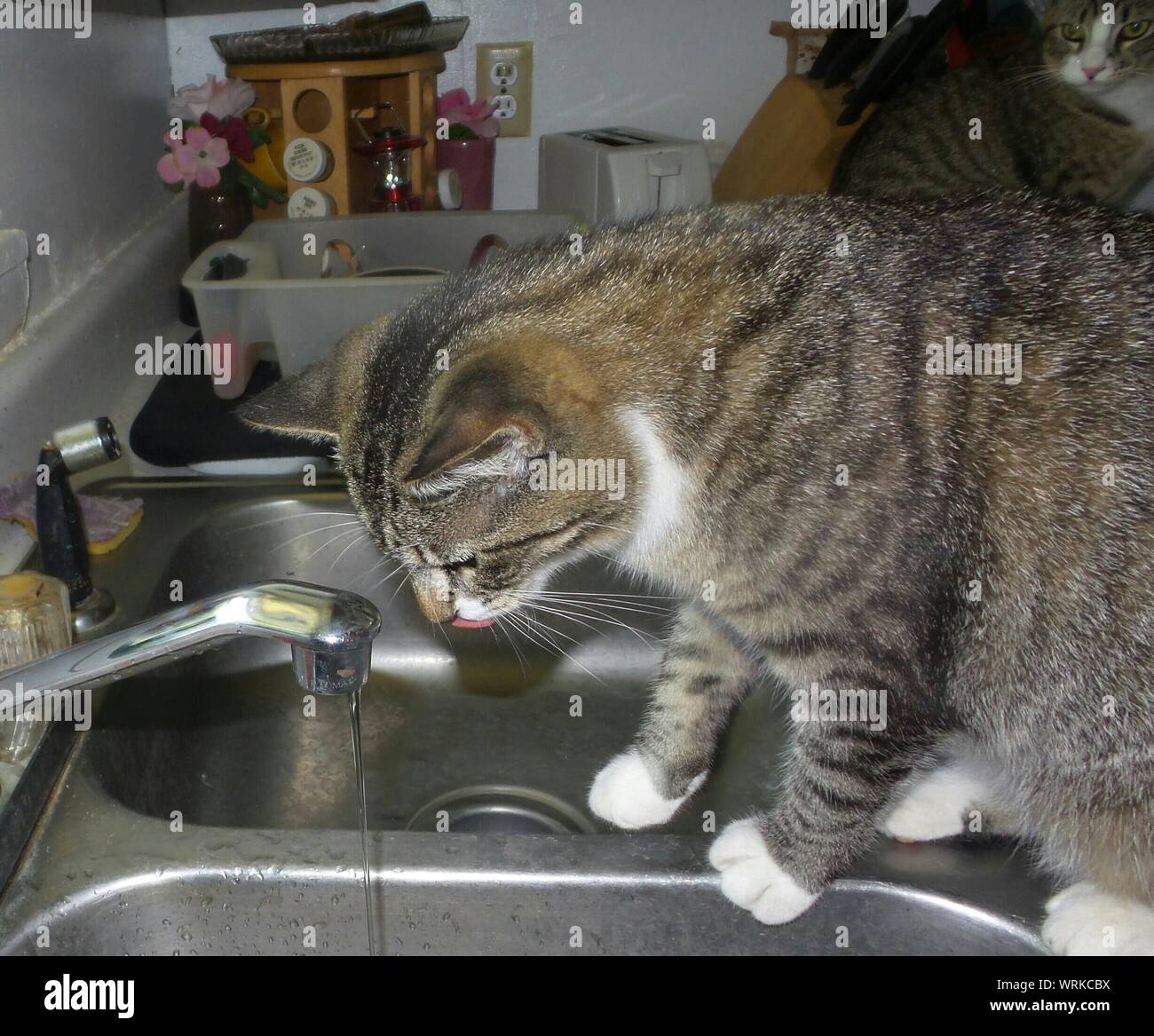 Faucet cat hi-res stock photography and images - Alamy