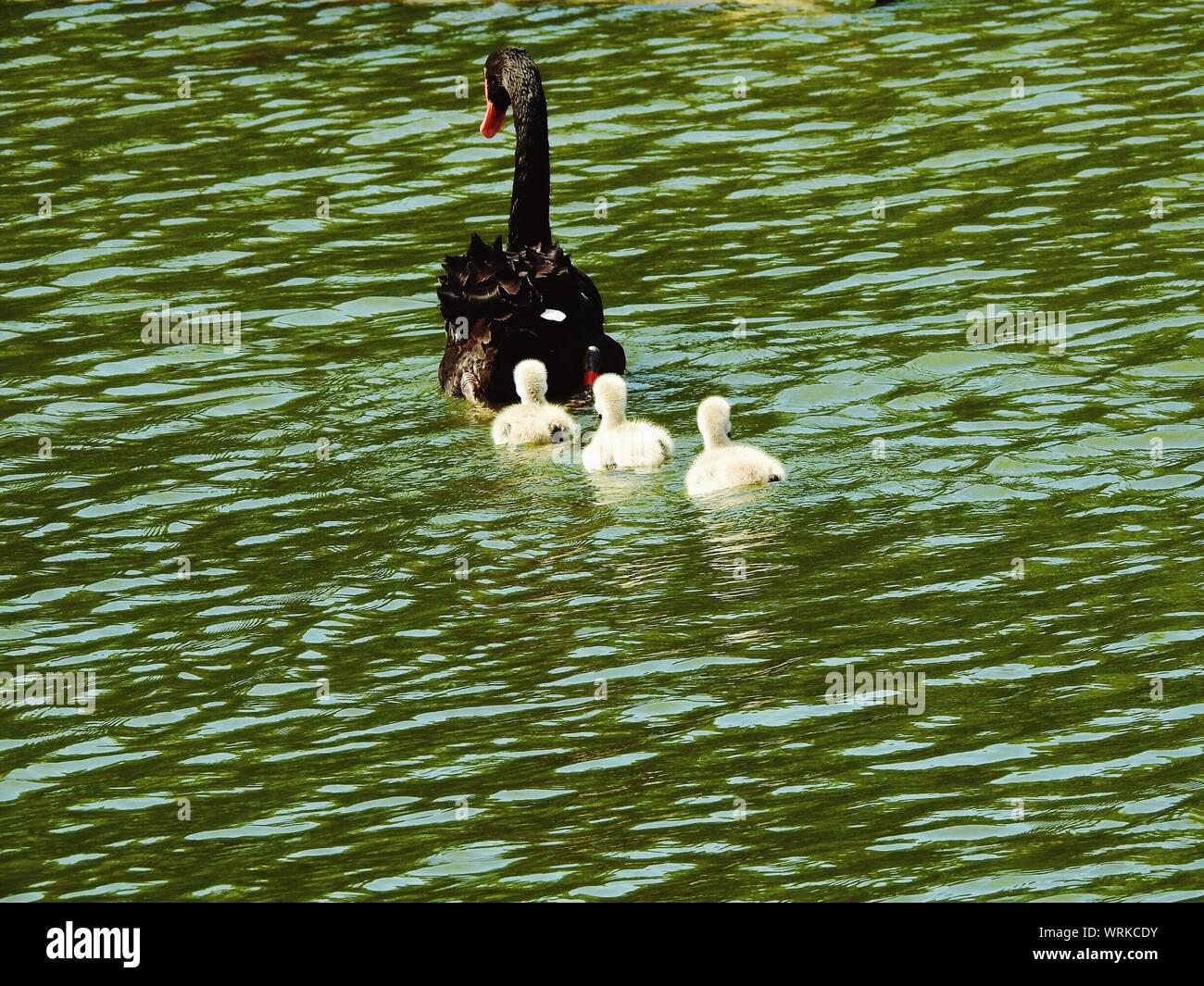 Swan goose with goslings hi-res stock photography and images - Alamy