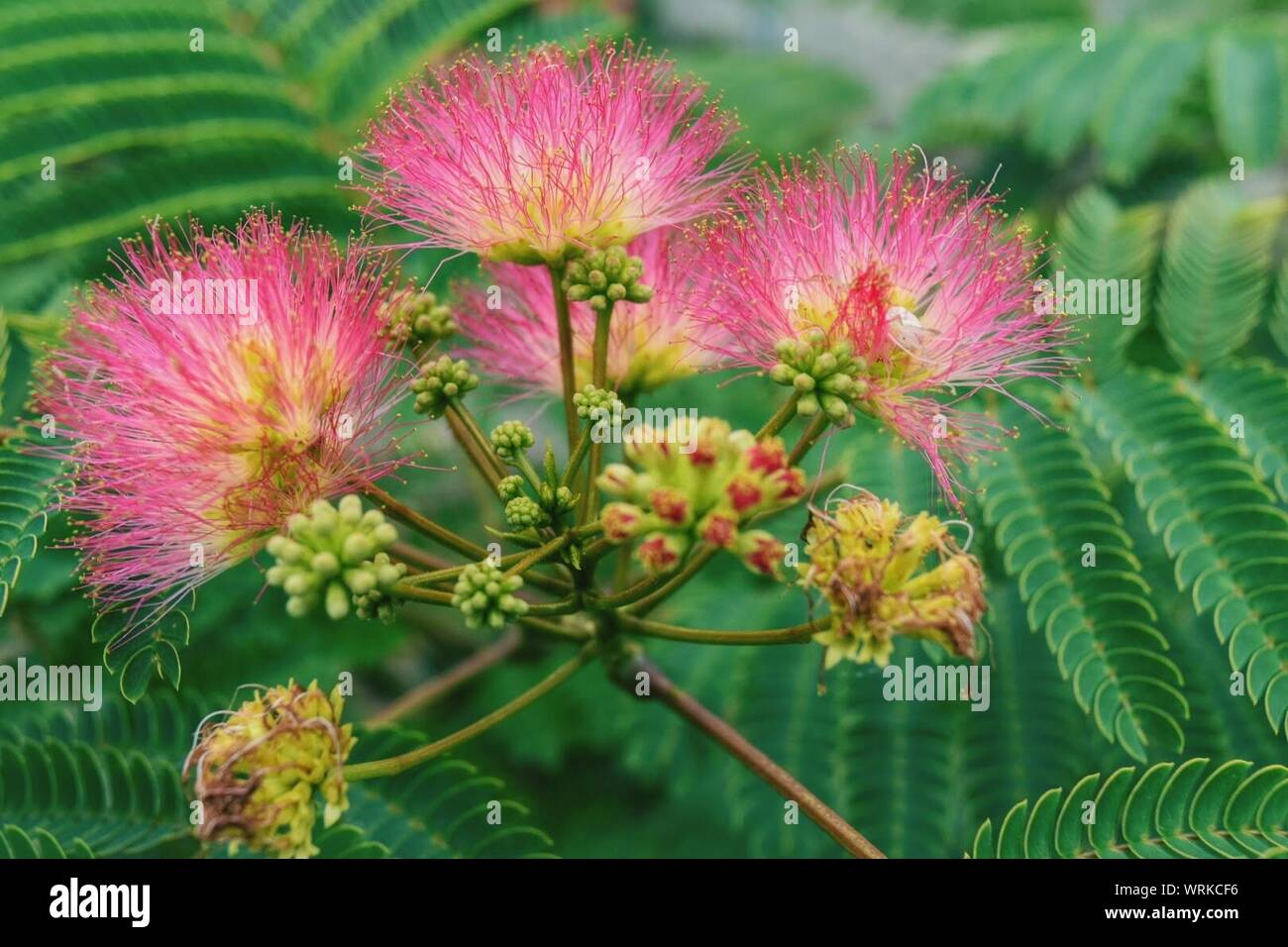 Calliandra Tree High Resolution Stock Photography and Images - Alamy