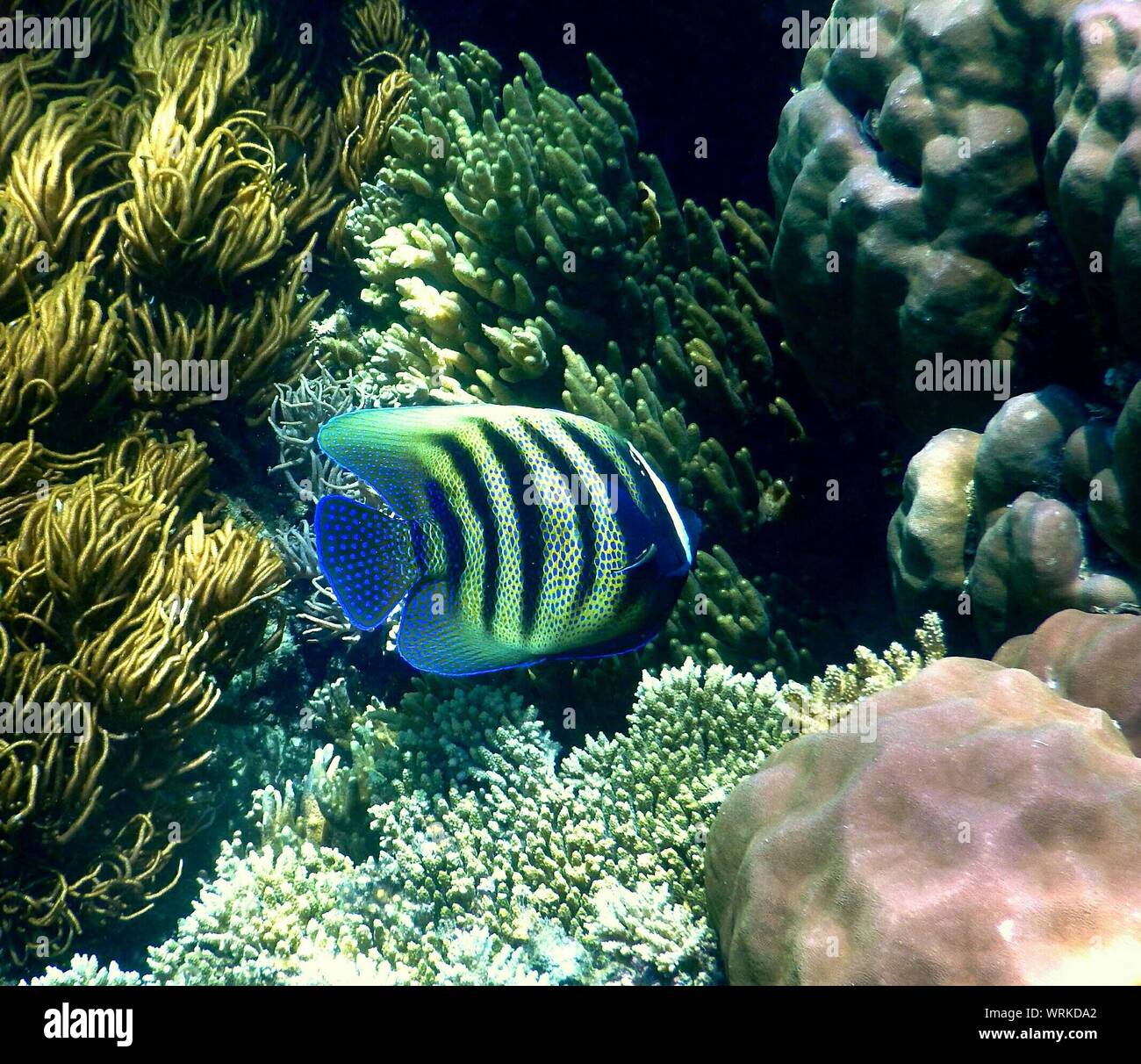 Colorful swimming hi-res stock photography and images - Alamy