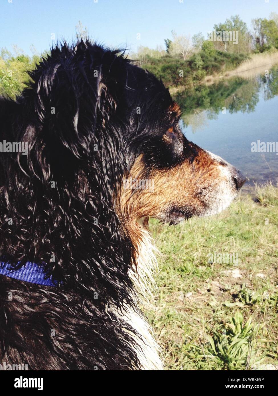 Profile of dog High Resolution Stock Photography and Images - Alamy