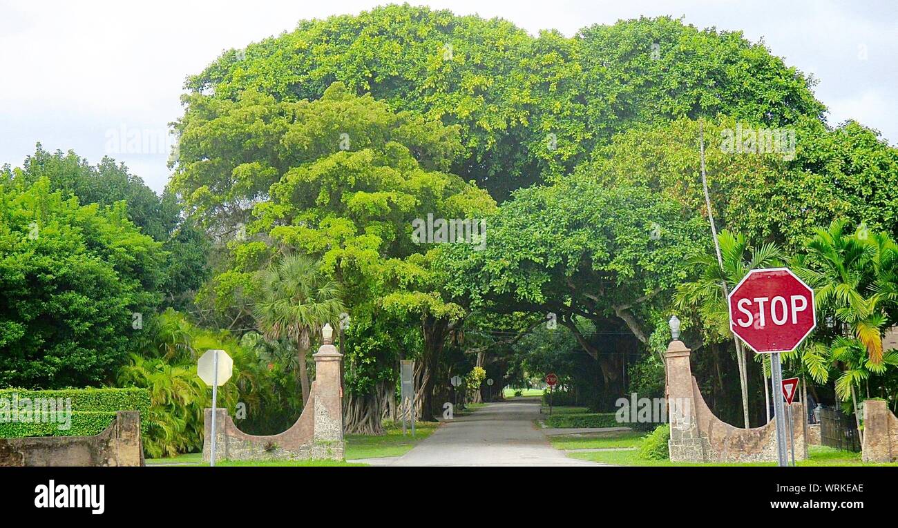 Stop sign sky trees hi-res stock photography and images - Alamy