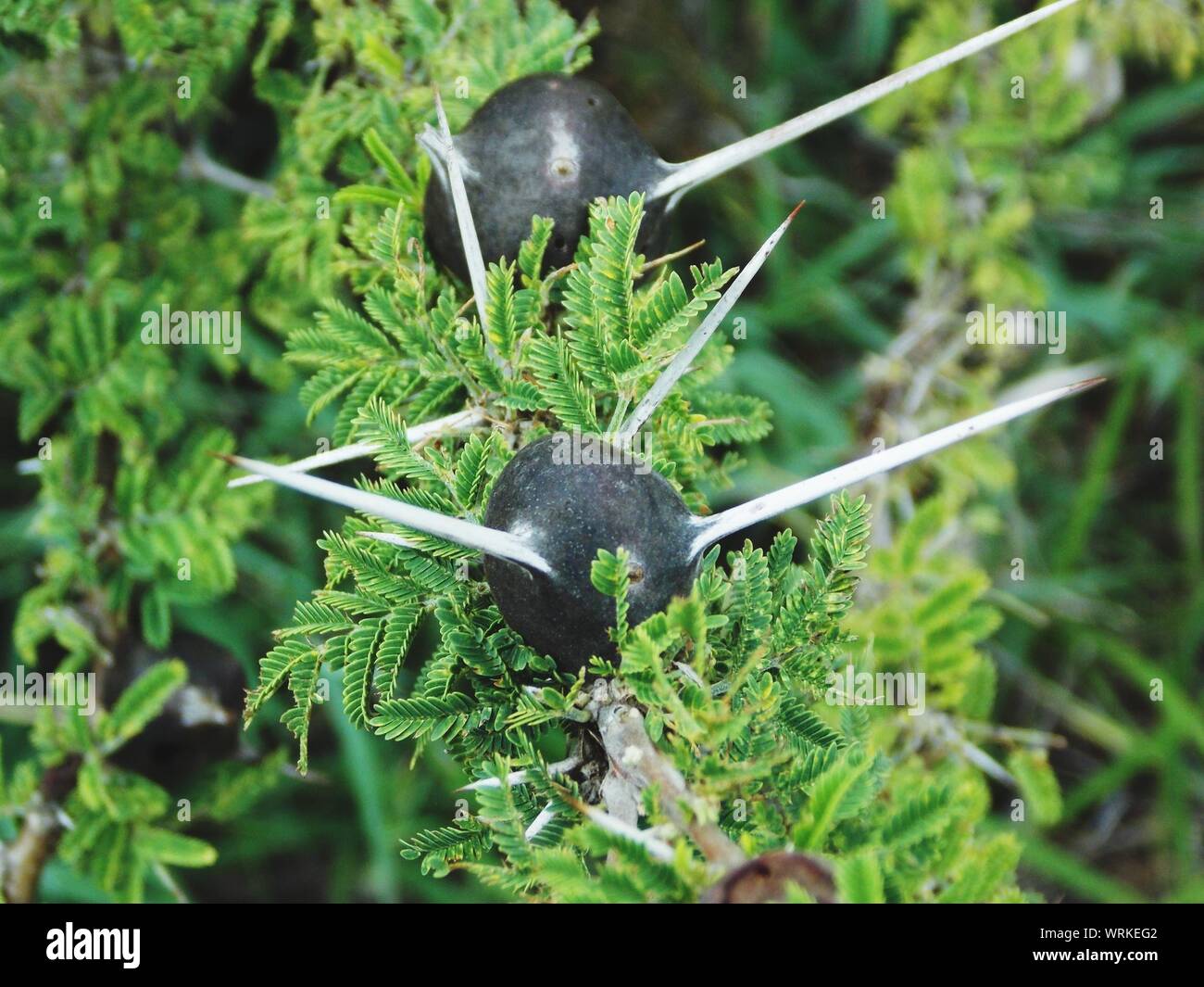 Thorn plants hi-res stock photography and images - Alamy