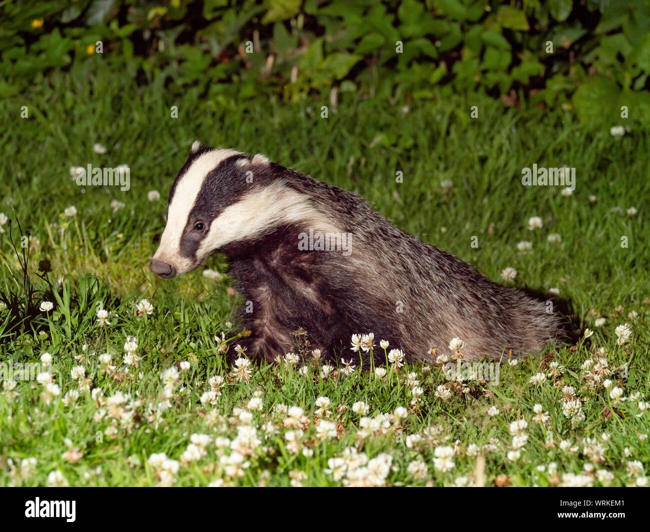 European Badger foraging for food Stock Photo - Alamy